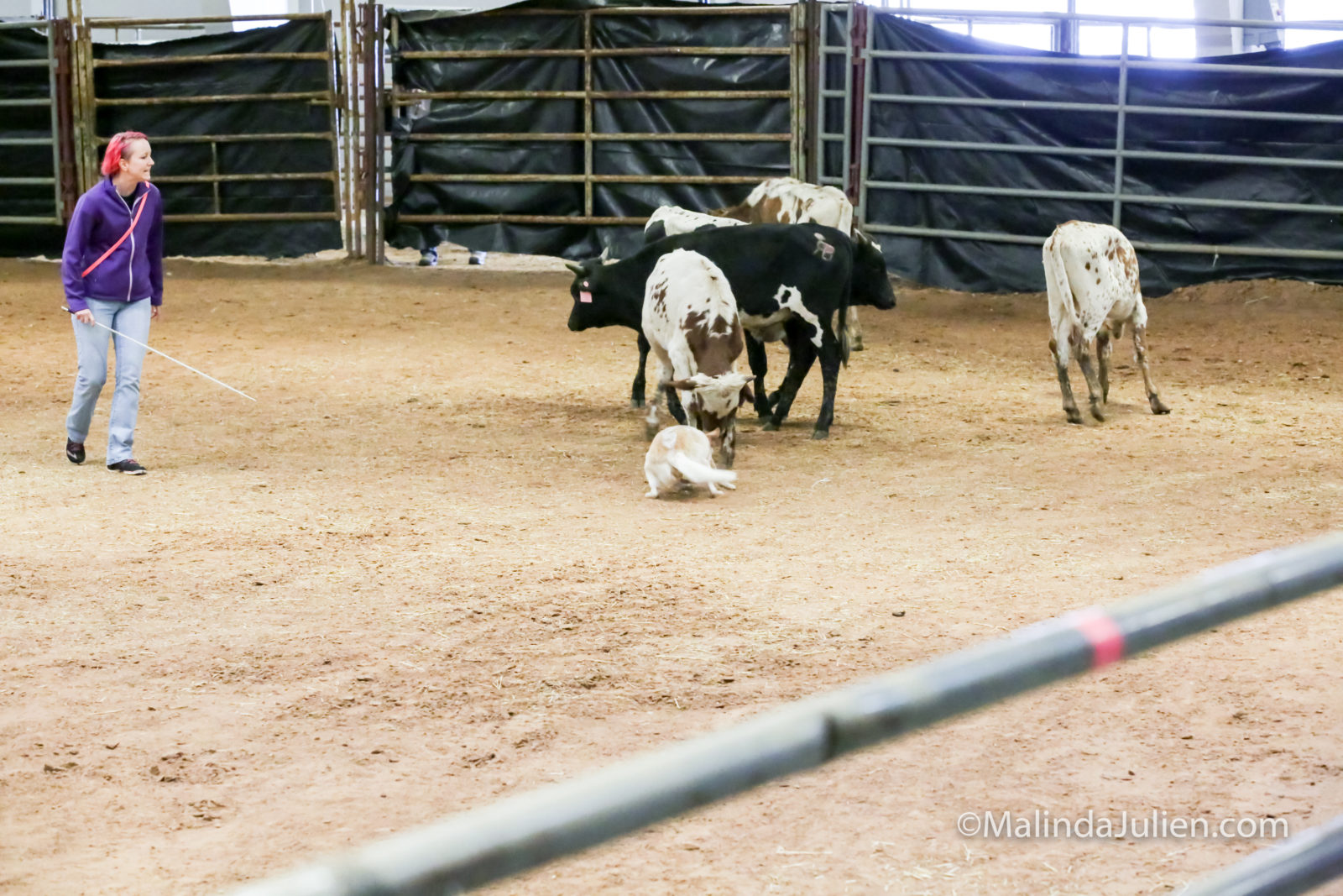 About Us – Outline Australian Cattle Dogs Farm and Stockdog Training