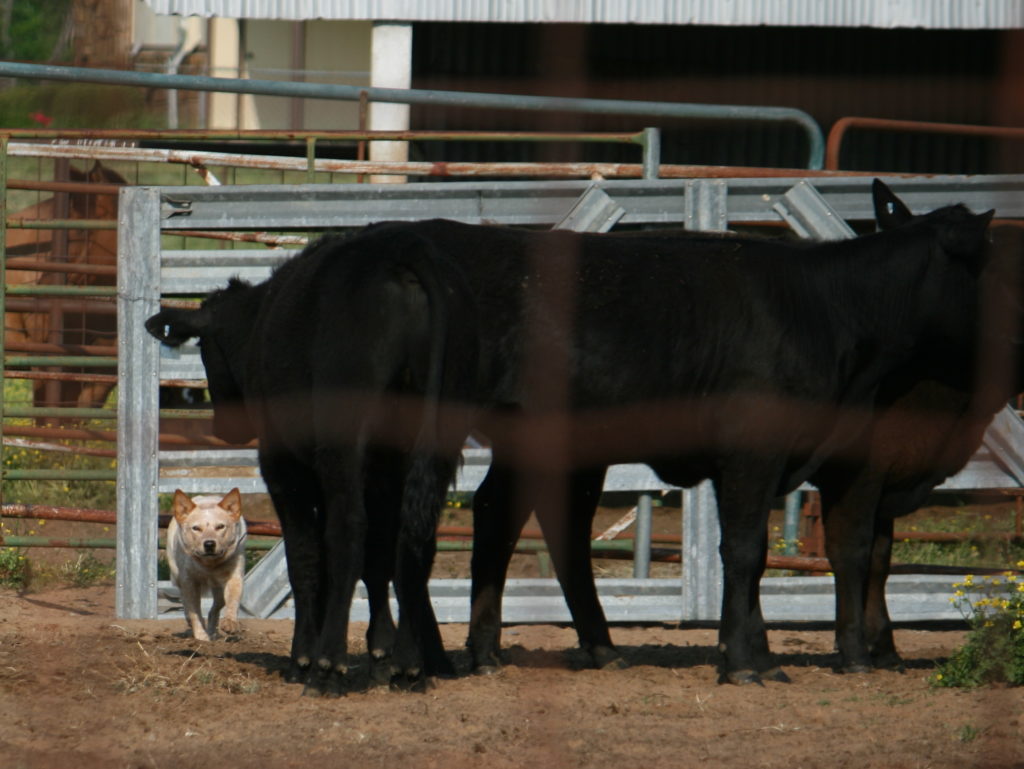 Outline Australian Cattle Dogs Farm and Stockdog Training – Working ...