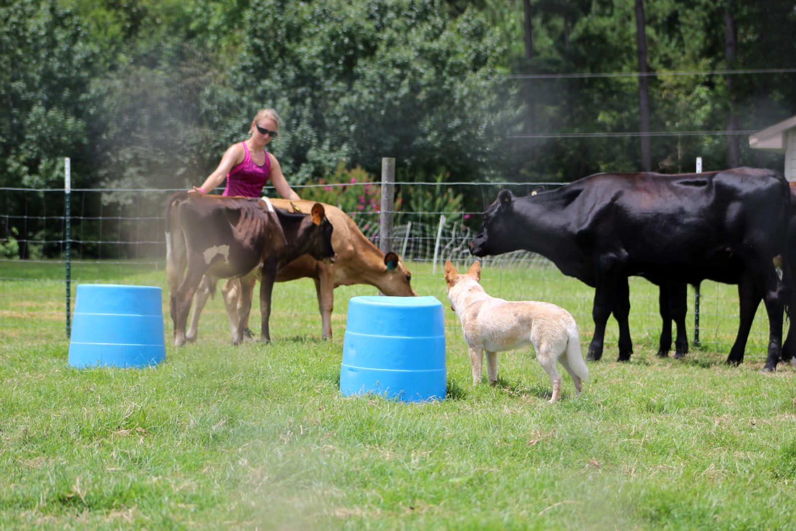 Training – Outline Australian Cattle Dogs Farm and Stockdog Training