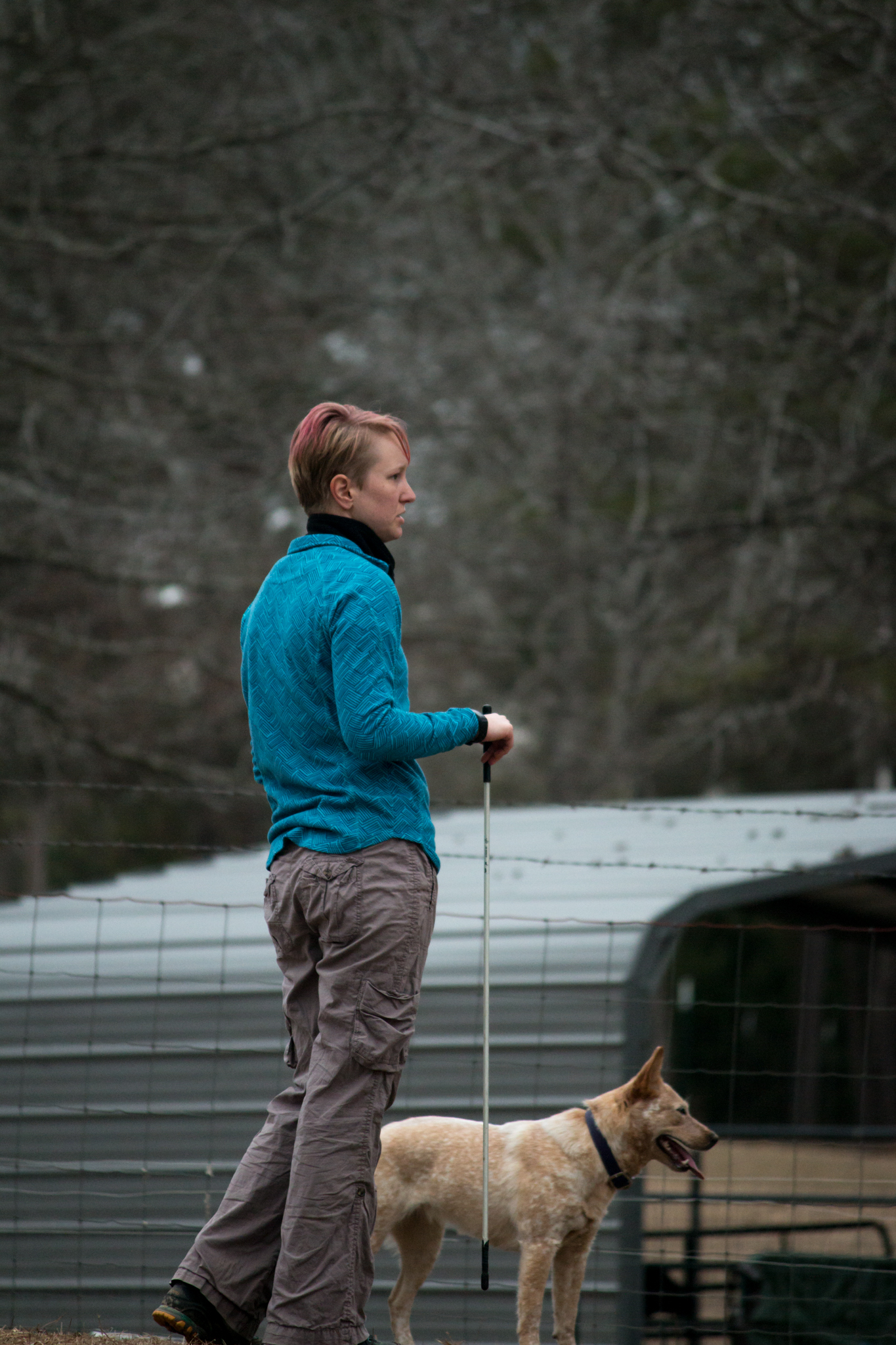 Training – Outline Australian Cattle Dogs Farm and Stockdog Training